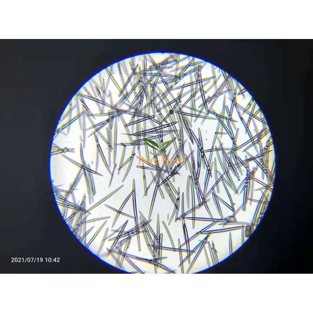 Spongilla Spicule Freshwater Hydrolyzed Sponge Skin Conditioning Spongilla Spicule Freshwater Hydrolyzed Sponge Skin Conditioning